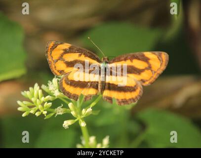 Common Lascar (Pantoporia hordonia) Insecta Stock Photo - Alamy
