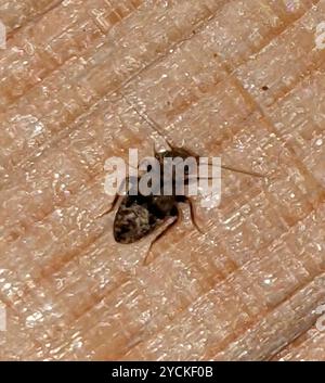 (Pteroxanium kelloggi) Insecta Stock Photo - Alamy