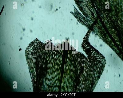 (Brachythecium falcatum) Plantae Stock Photo - Alamy