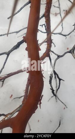 greenleaf manzanita (Arctostaphylos patula) Plantae Stock Photo - Alamy