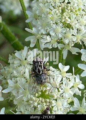 (Graphomya maculata) Insecta Stock Photo - Alamy