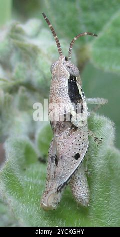 Spur-throated Grasshoppers (Catantopinae) Insecta Stock Photo - Alamy