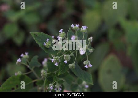 Comb Bushmint (Mesosphaerum pectinatum) Plantae Stock Photo - Alamy