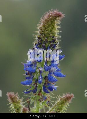 Hullworts (Coleus) Plantae Stock Photo - Alamy