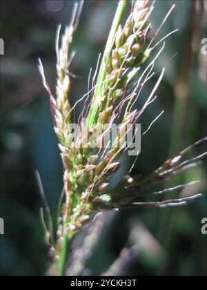 Palmgrass (Setaria palmifolia) Plantae Stock Photo - Alamy