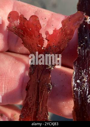 Grape Tongue (Cryptopleura ruprechtiana), Plantae, San Mateo, Golden ...
