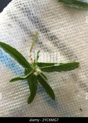 sand croton (Croton glandulosus septentrionalis), Plantae, Brooksville ...