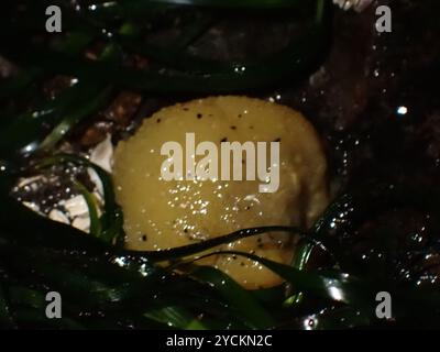Monterey Dorid (Doris montereyensis) Mollusca Stock Photo - Alamy