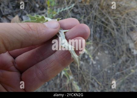 wavyleaf thistle (Cirsium undulatum), Plantae, Wind Cave National Park ...