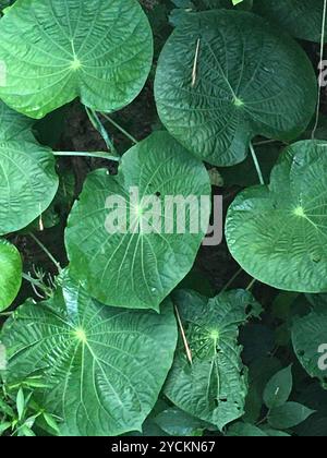 pariparoba (Piper peltatum) Plantae Stock Photo - Alamy