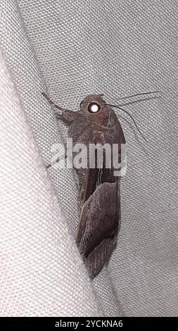 Echo Moth (Achaea echo Stock Photo - Alamy