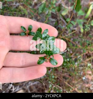 Shiny blueberry (Vaccinium myrsinites) Plantae Stock Photo - Alamy