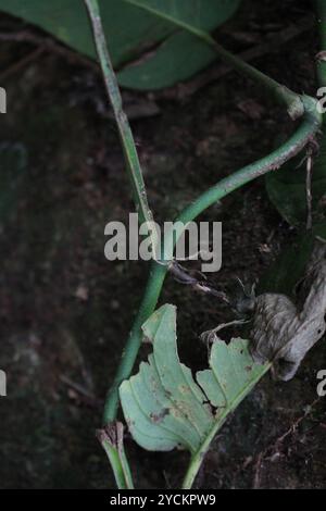 (Monstera wilsoniensis) Plantae Stock Photo - Alamy