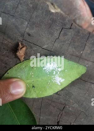 Armored Scale Insects (Diaspididae) Insecta Stock Photo - Alamy