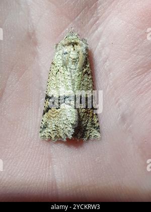 Forest Semilooper (Declana floccosa) Insecta Stock Photo - Alamy