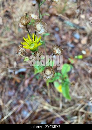 asters and allies (Astereae) Plantae Stock Photo - Alamy