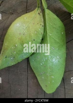 Armored Scale Insects (Diaspididae) Insecta Stock Photo - Alamy