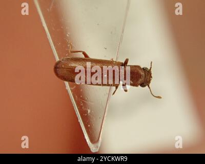 Powder Post Beetle (Lyctus brunneus) Insecta Stock Photo - Alamy