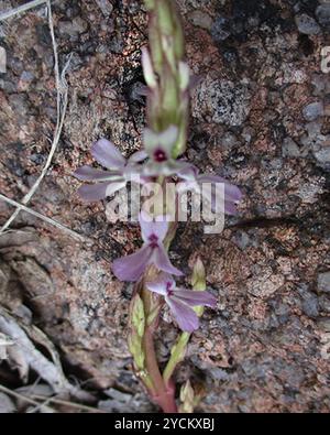cowpea witchweed (Striga gesnerioides) Plantae Stock Photo - Alamy