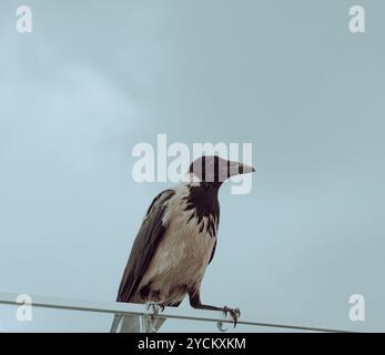 Hooded crow (Corvus cornix). Photo from Vittskövle, southern Sweden ...