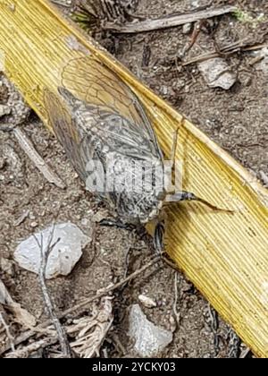 Black Cicadas (Maoricicada) Insecta Stock Photo - Alamy