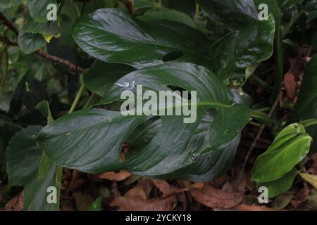 (Monstera dissecta) Plantae Stock Photo - Alamy