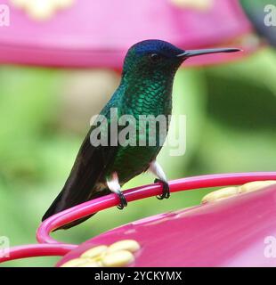 Indigo-capped hummingbird (Saucerottia cyanifrons) is a species of ...