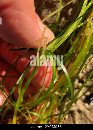 Scouler's Surfgrass (Phyllospadix scouleri) Plantae Stock Photo - Alamy