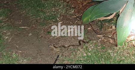 Australian Keelback (Tropidonophis mairii mairii) Reptilia Stock Photo ...