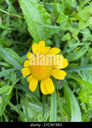 Corn Marigold (Glebionis segetum) Plantae Stock Photo - Alamy