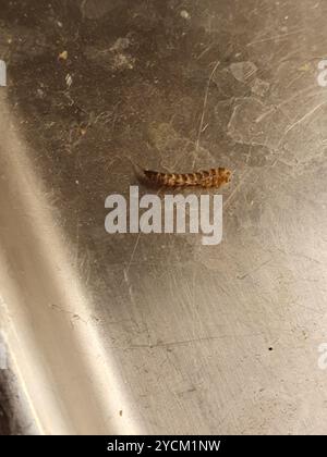 Black Carpet Beetles (Attagenus) Insecta Stock Photo - Alamy