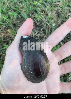 Florida Spike (Elliptio jayensis) Mollusca Stock Photo - Alamy