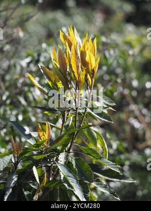 Bronze Loquat (Eriobotrya deflexa), Plantae, 台灣桃園市 Stock Photo - Alamy