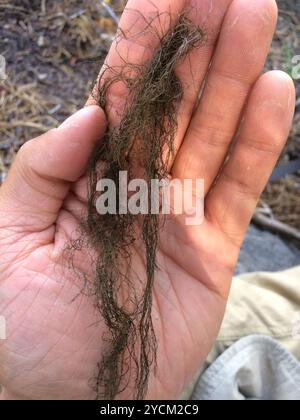 Horsehair Lichens (Bryoria) Fungi Stock Photo - Alamy