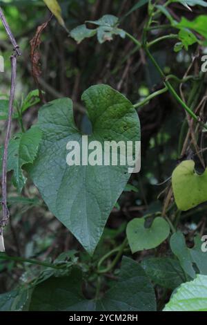 pelican flower (Aristolochia grandiflora) Plantae Stock Photo - Alamy