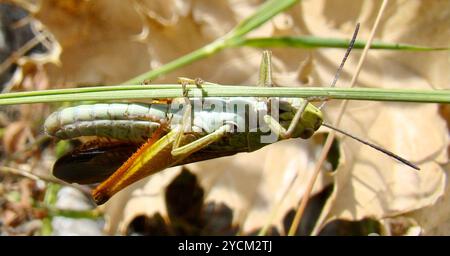 Ladder Grasshopper (Stauroderus scalaris) Insecta Stock Photo - Alamy