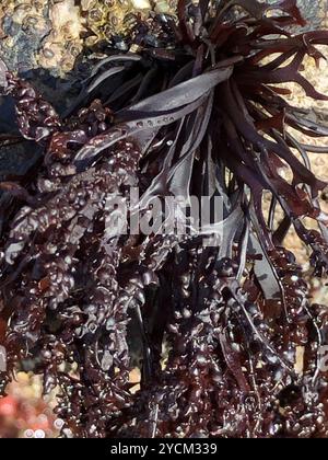 encrusting red algae (Mastocarpus) Plantae Stock Photo - Alamy