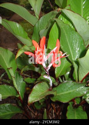 Indian shot (Canna indica) Plantae Stock Photo - Alamy