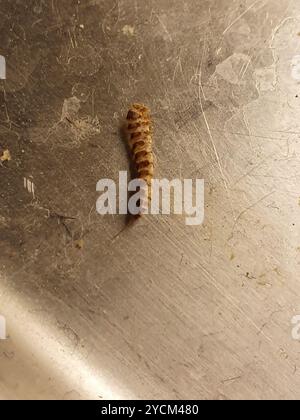 Black Carpet Beetles (Attagenus) Insecta Stock Photo - Alamy