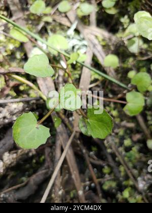 Centella (Centella uniflora Stock Photo - Alamy