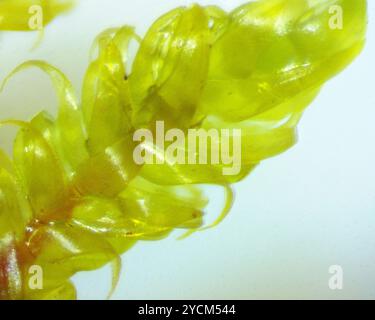 Comb-moss (Ctenidium molluscum) Plantae Stock Photo - Alamy