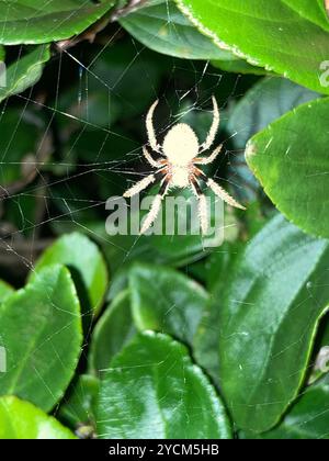 Tropical Orbweaver (Eriophora ravilla) Arachnida Stock Photo - Alamy