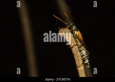 (Strongylium ustulatum) Insecta Stock Photo - Alamy