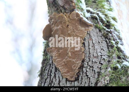 (Phellinopsis conchata) Fungi Stock Photo - Alamy