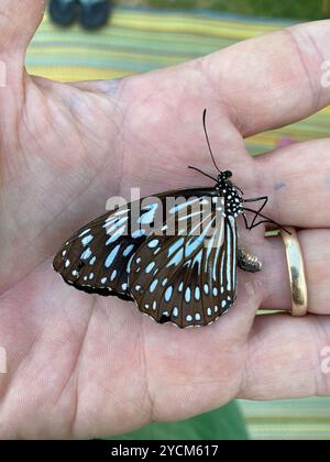 Blue Wanderer (Tirumala hamata) Insecta Stock Photo - Alamy