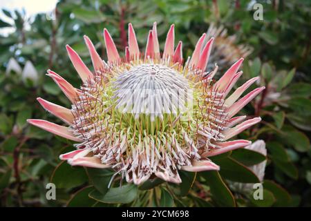 King Protea (Protea cynaroides Stock Photo - Alamy