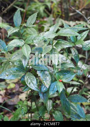 Glabrous Sarcandra Herb (Sarcandra glabra), Plantae, Pat Sin Leng ...