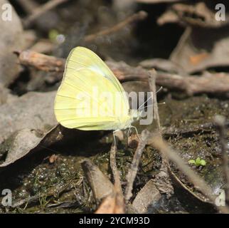 Common Gull (Cepora nerissa) Insecta Stock Photo - Alamy