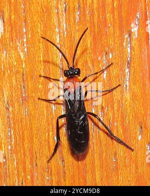 Argid Sawflies (Argidae) Insecta Stock Photo - Alamy