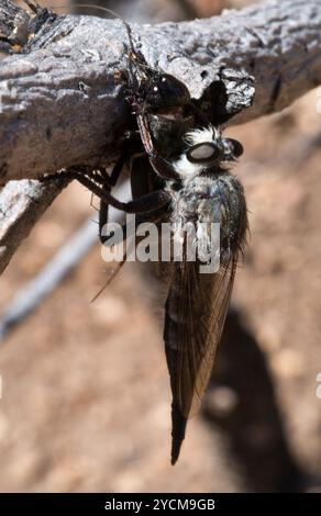 Giant Robber Flies (Promachus), Insecta, Stentor 2, Ehlanzeni, South ...